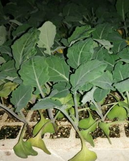 ᐅ Almácigos 🌾 Huertos Alma 🌿 Venta de Los Mejores Almácigos 🌾