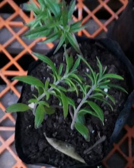 ᐅ Almácigos 🌾 Huertos Alma 🌿 Venta de Los Mejores Almácigos 🌾