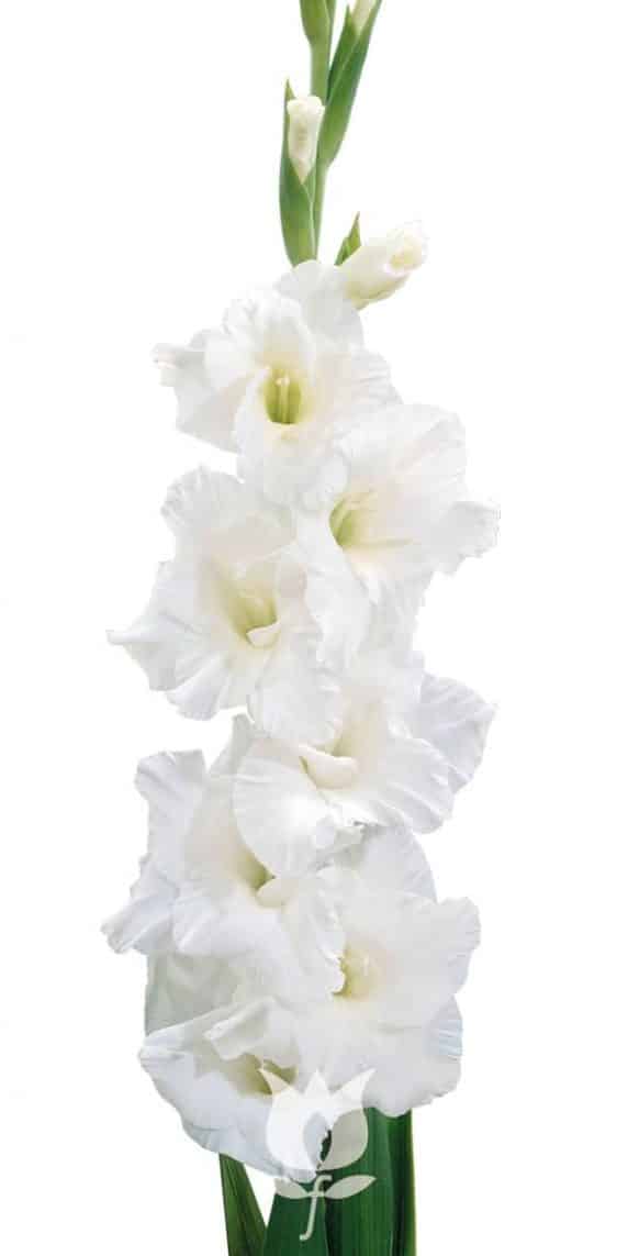 ᐅ Bulbo de Gladiolo Amsterdam, Blanco 🌾 Huertos Alma ☘️