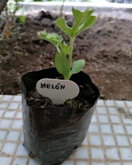 ᐅ Almácigos 🌾 Huertos Alma 🌿 Venta de Los Mejores Almácigos 🌾