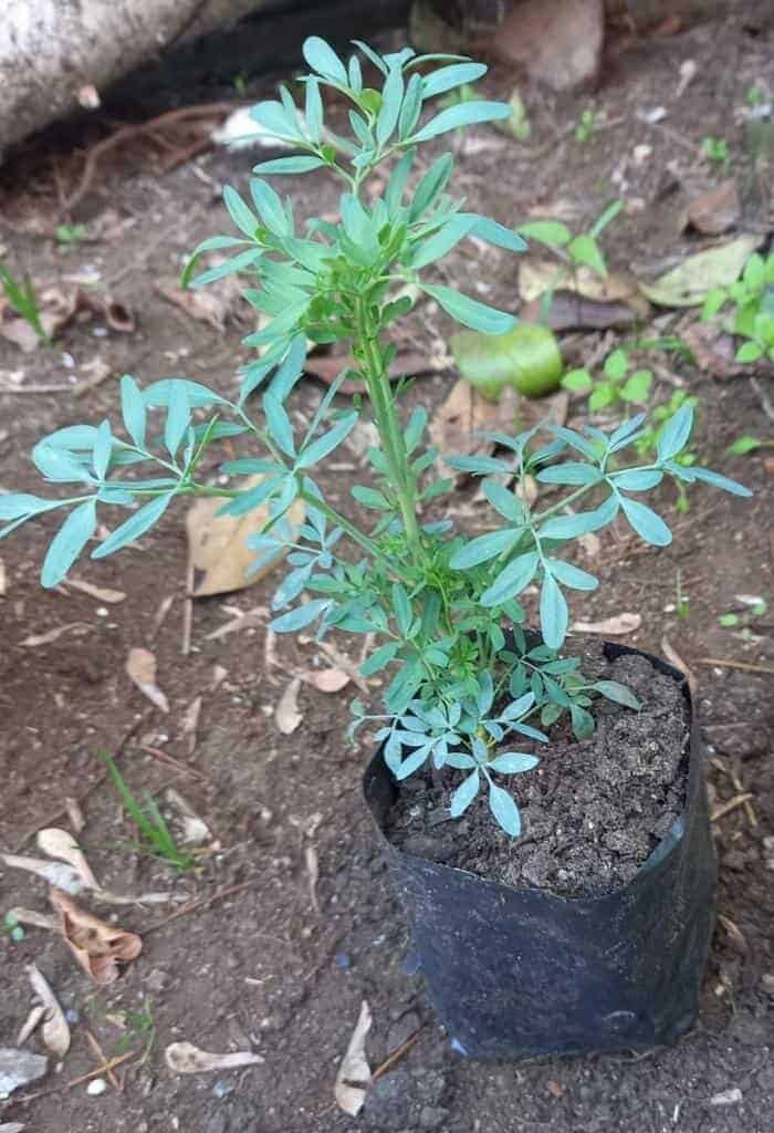 ᐅ Almácigos 🌾 Huertos Alma 🌿 Venta de Los Mejores Almácigos 🌾